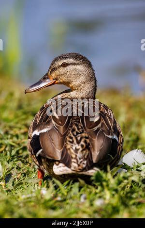 Female mallard keeping a watchful eye Stock Photo - Alamy
