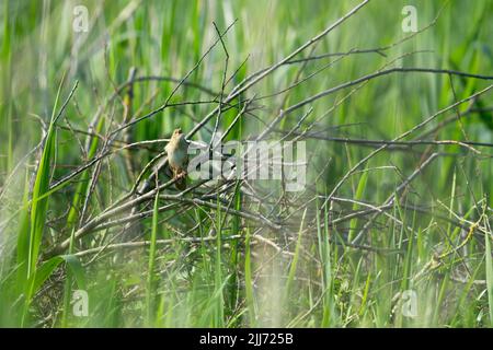 River Warbler, Locustella fluviatilis, RSPB Ham Wall Stock Photo - Alamy