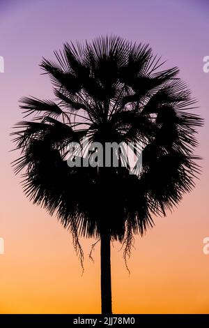 carnauba (copernicia prunifera) is a species of palm native to ...