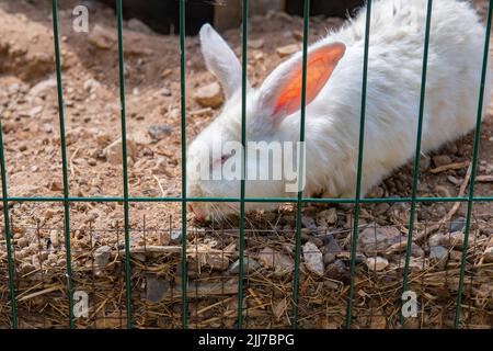 cute affectionate white rabbit comes to the cage Stock Photo - Alamy