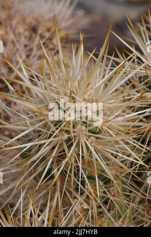 Yellow spines protrude from trichomatic glochidiate areoles of Opuntia ...