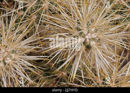 Yellow spines protrude from trichomatic glochidiate areoles of Opuntia ...