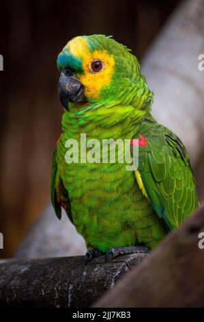 Blue-fronted Amazon Parrot, a Brazilian bird common on the Amazon ...