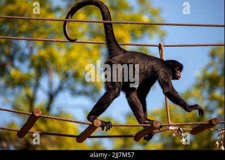 Spider monkey, a primate that has a prehensile tail, very common on the ...