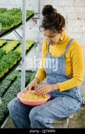 Choose seeds for planting new microgreens on the vertical indoor farm. The process of planting ...