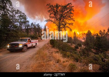 Mariposa, California, USA. 23rd July 2022. Trees torch as the Oak Fire ...
