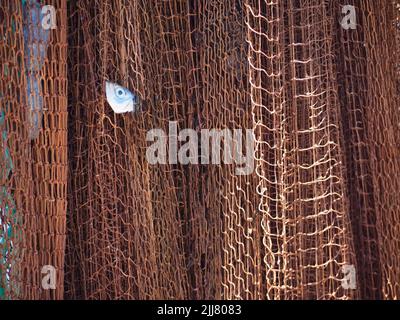 Brown fisher net to catch fish Stock Photo - Alamy