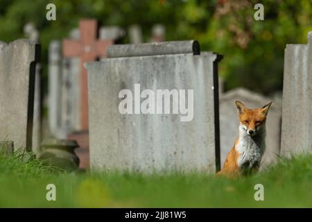 Red fox Vulpes vulpes, male wandering in graveyard, City of London ...