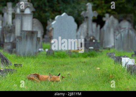 Red fox Vulpes vulpes, male sleping in graveyard, City of London ...