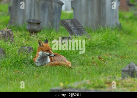 Red fox Vulpes vulpes, male sleping in graveyard, City of London ...