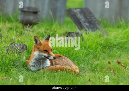 Red fox Vulpes vulpes, male sleping in graveyard, City of London ...
