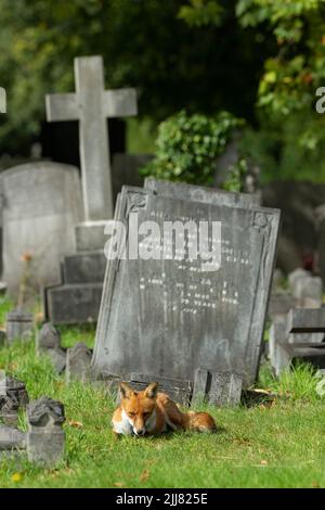 Red fox Vulpes vulpes, male wandering in graveyard, City of London ...