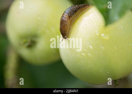 slug crawls through green wet apple Stock Photo - Alamy