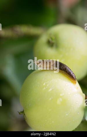 slug crawls through green wet apple Stock Photo - Alamy