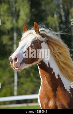 Shire Horse. Pinto horse in a gallop on a meadow Stock Photo - Alamy