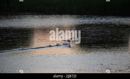 Coot duck running across lake water surface in sunrise sunlight ...