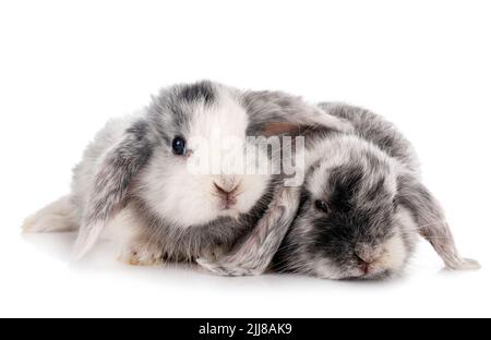mini lops in front of white background Stock Photo - Alamy