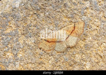 Maiden's Blush (Cyclophora punctaria) adult perched on the needles of a ...