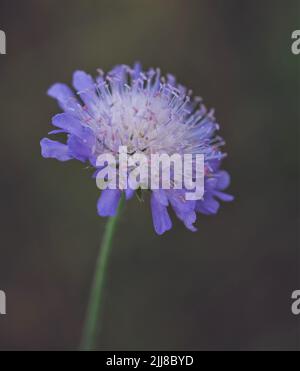 Beautiful single flower of the field scabious Knautia arvensis, close ...