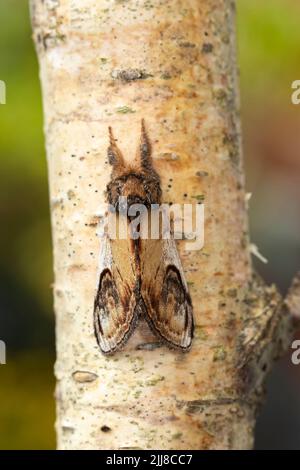 Pebble Prominent Notodonta ziczac Single on Stick Cornwall; UK Stock ...