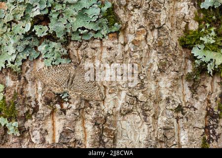 Scallop shell Rheumaptera undulata, imago roosting on tree bark ...