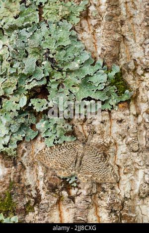 Scallop shell Rheumaptera undulata, imago roosting on tree bark ...