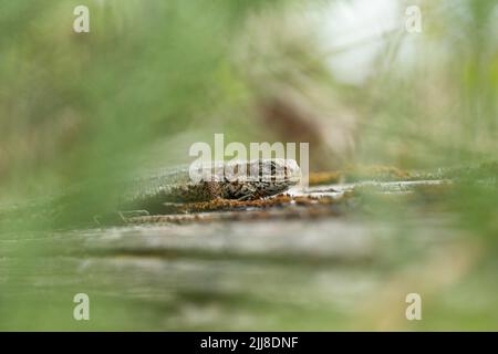 Vivparous lizard Zootoca vivipara, adult male resting on wooden fence ...
