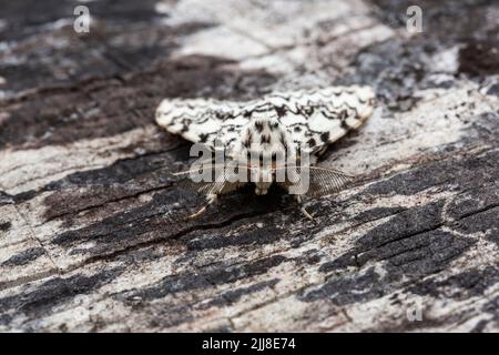 Black arches Lymantria monacha, imago, resting on textured wood, Middle ...