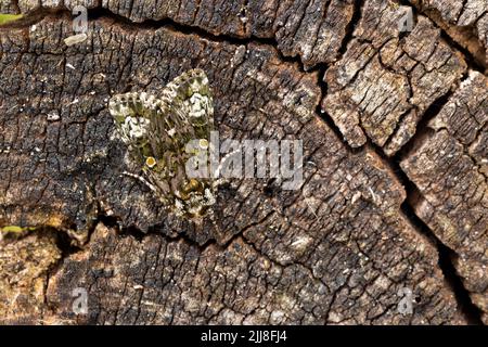 Coronet Craniophora ligustri, imago, resting on tree trunk, Middle ...