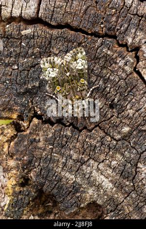 Coronet Craniophora ligustri, imago, resting on textured tree trunk ...