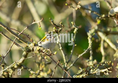 Firecrest Regulus ignicapilla, adult, foraging in trees, Meare Heath ...