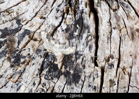 Least carpet Idaea rusticata, imago resting on textured wood, Middle ...