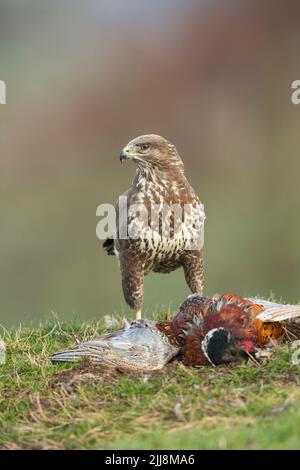 Common Buzzard eating a male Pheasant Stock Photo - Alamy