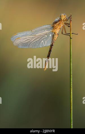 Keeled skimmer Orthetrum coerulescens, juvenile male, roosting on rush ...