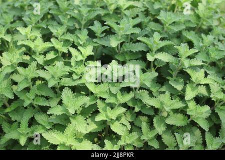Gorgeous spring mint plants growing in the garden in black and white ...
