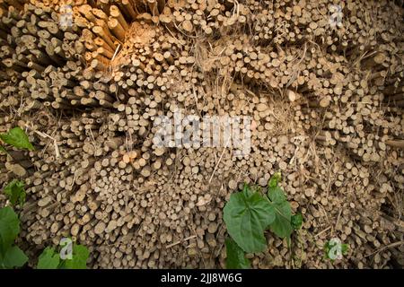 Rows and Rows of brown Jute Sticks Texture background of a field Stock ...