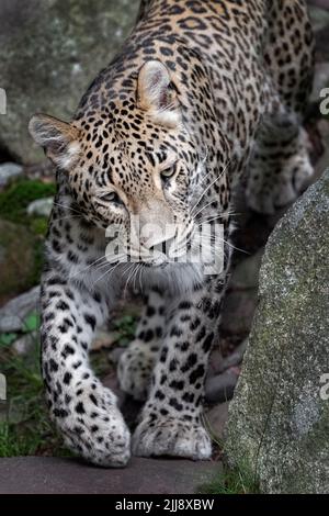 Male Persian leopard looking into camera Stock Photo - Alamy