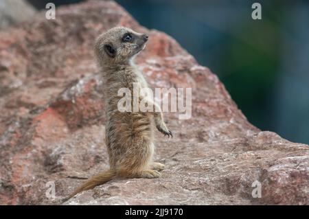 Alert young captive meerkat in zoo Stock Photo - Alamy
