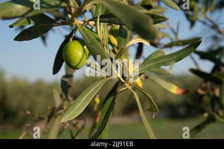 olive tree branch DOF Stock Photo - Alamy