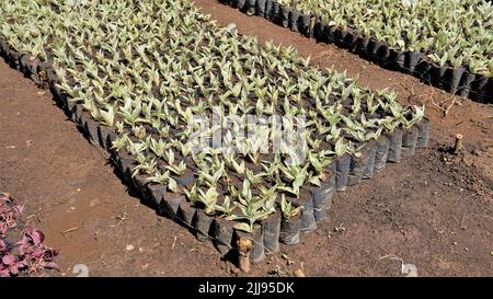 Plant saplings cultivation in plastic cover cultivation in a nursery ...
