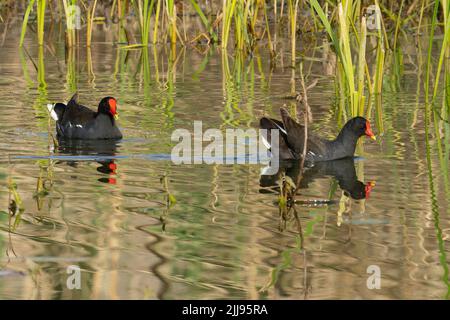 An adult couple of Common Moorhen, Waterhen or Swamp Chicken (Gallinula ...