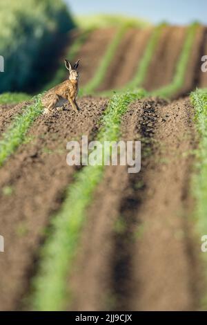 European hare Lepus timidus, adult, foraging in woodland, Tiszaalpár ...