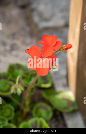 detailed close up of Pelargonium inquinans, the scarlet geranium Stock ...