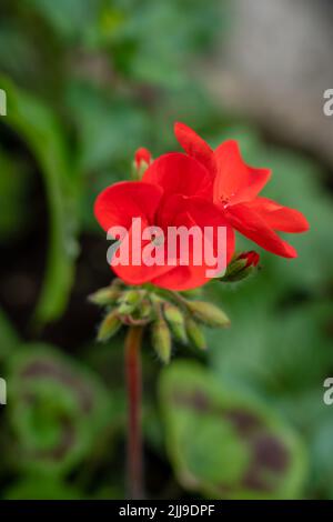 detailed close up of Pelargonium inquinans, the scarlet geranium Stock ...