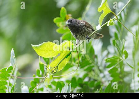Large tree finch Camarhynchis psittacula, adult male, Floreana ...