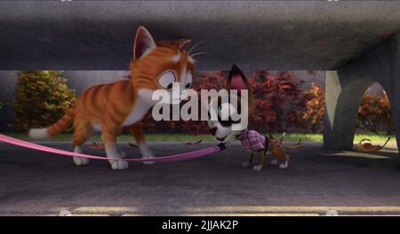 THUNDER, CHIHIUAHUA, THE HOUSE OF MAGIC, 2013 Stock Photo - Alamy