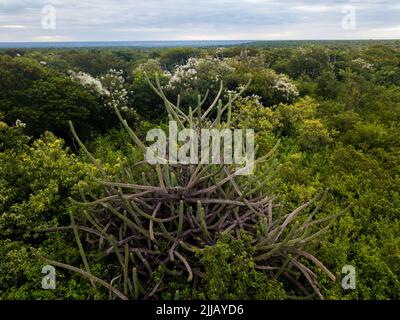 aerial view of caatinga forest, native vegetation of northeast brazil ...