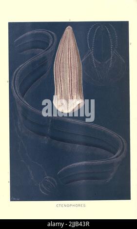Ctenophores Ctenophora comb jellies phylum cilia of jelly cell cells ...