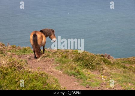 Exmoor ponies walking on the coast path near Lynton, Devon, Britain ...