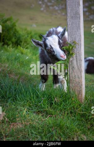 Feral goats on coastal path in Devon, UK Stock Photo - Alamy